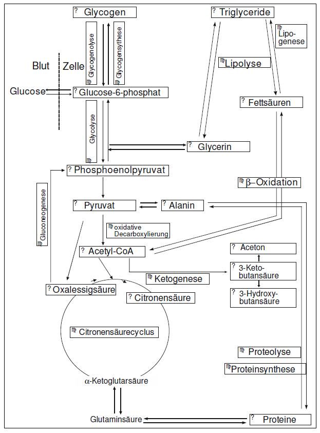 Wechselbeziehungen im Stoffwechsel — Landesbildungsserver Baden-Württemberg