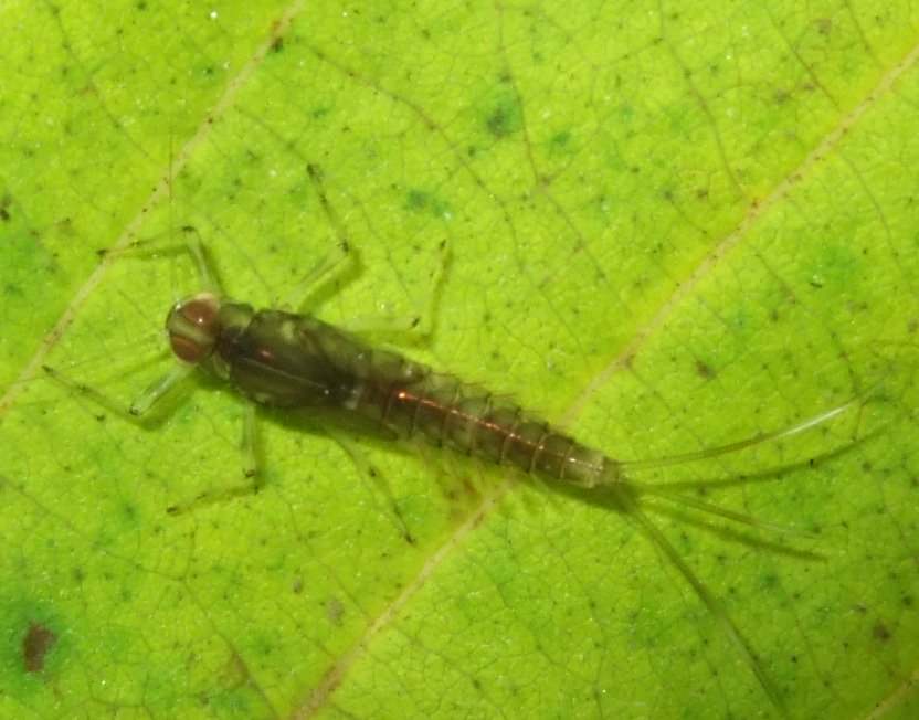 ephemeroptera.jpg — Landesbildungsserver Baden-Württemberg