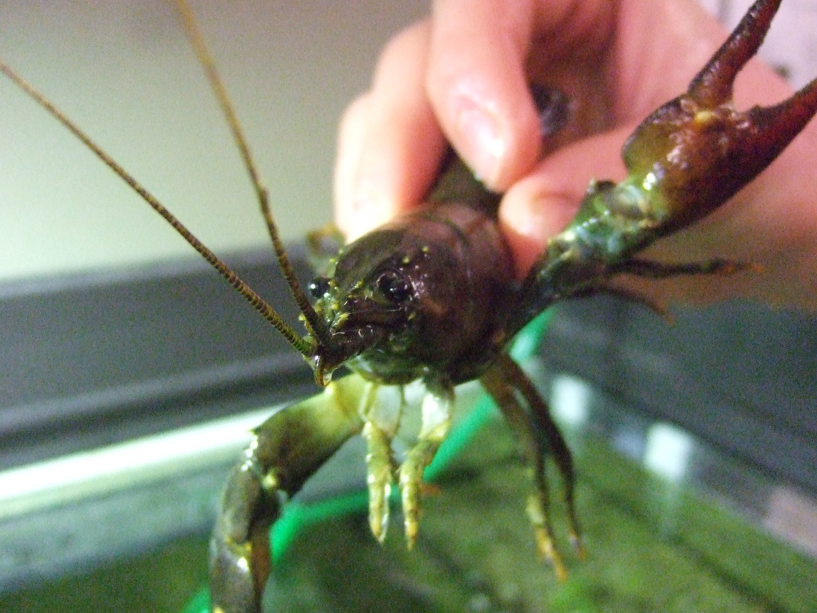 flusskrebs2.jpg — Landesbildungsserver Baden-Württemberg