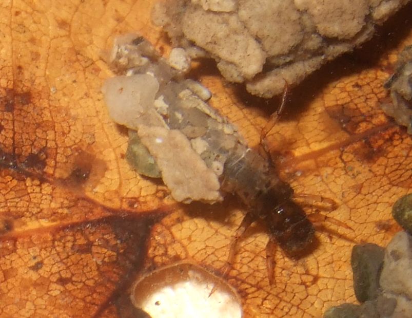 goera_pilosa.jpg — Landesbildungsserver Baden-Württemberg