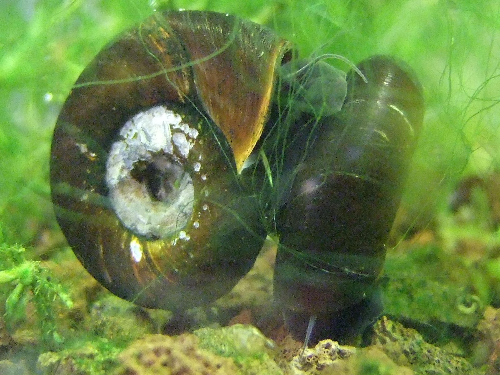 planorbarius_corneus3.jpg — Landesbildungsserver Baden-Württemberg