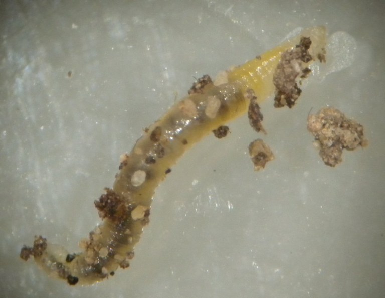 enchytraeidae1.jpg — Landesbildungsserver Baden-Württemberg