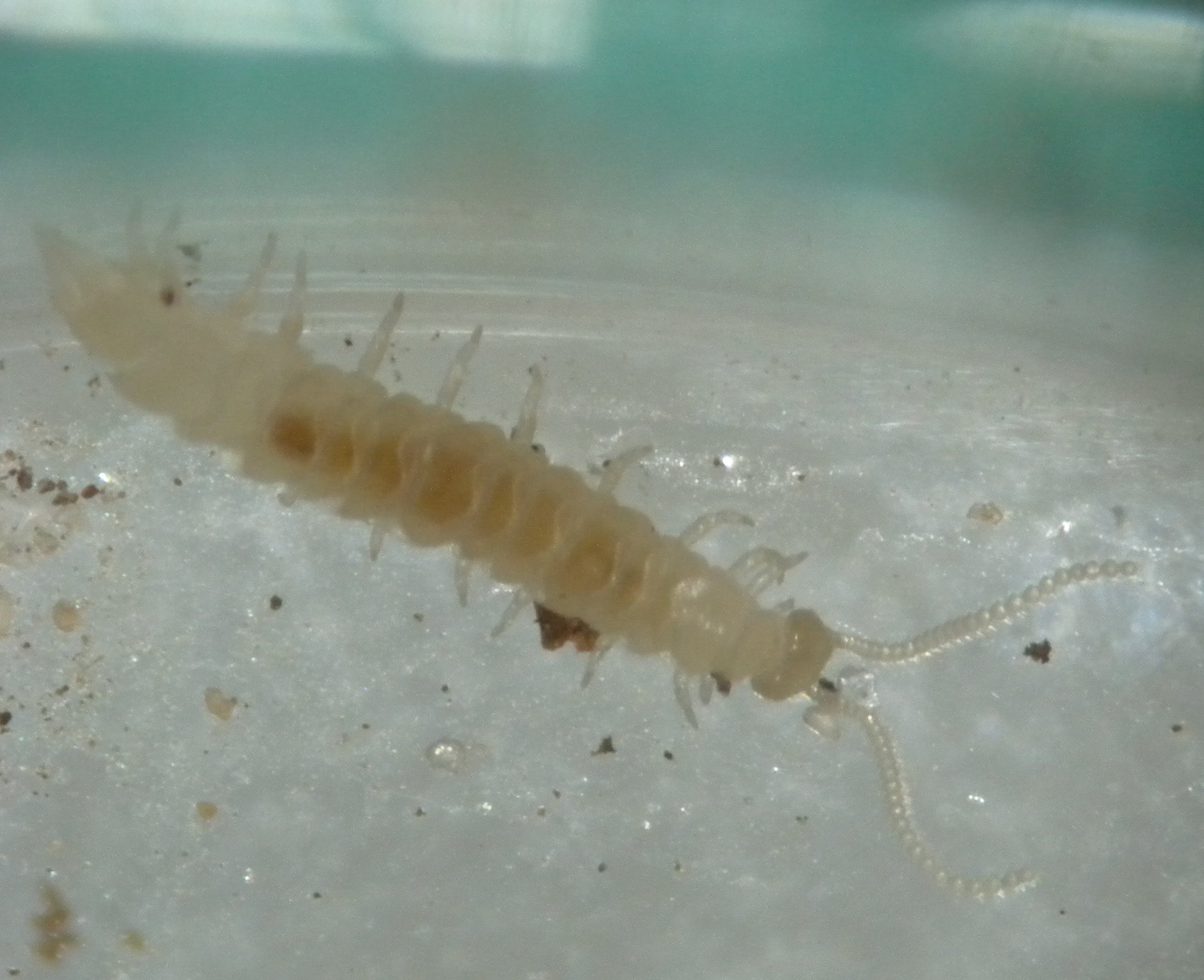 symphyla.jpg — Landesbildungsserver Baden-Württemberg