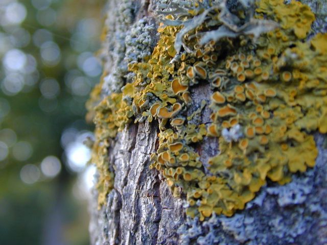 flechte2.jpg — Landesbildungsserver Baden-Württemberg