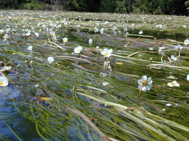 ranunculus_fluitans.jpg — Landesbildungsserver Baden-Württemberg