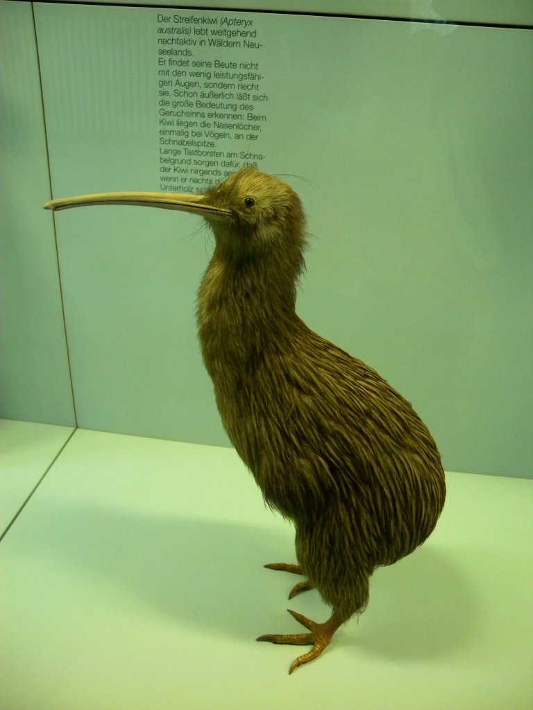 apteryx_australis_1024.jpg