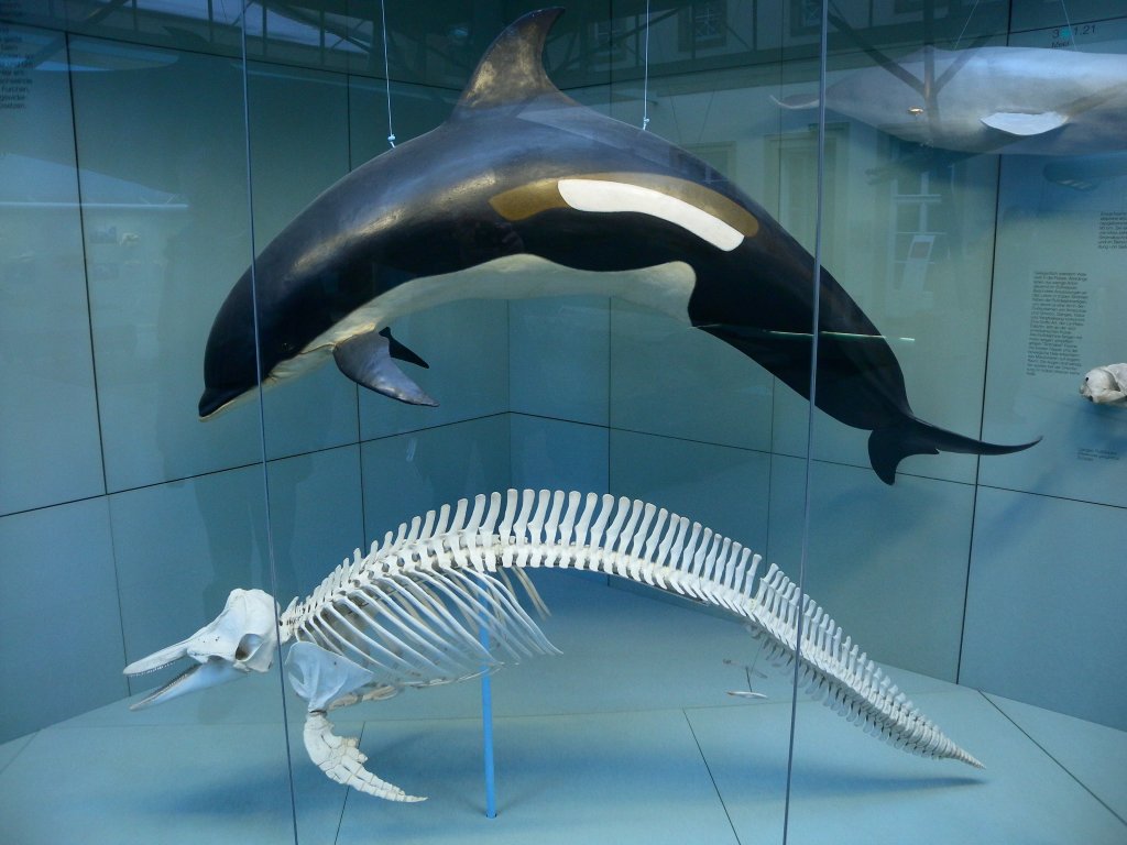 orcinus_orca_1024.jpg