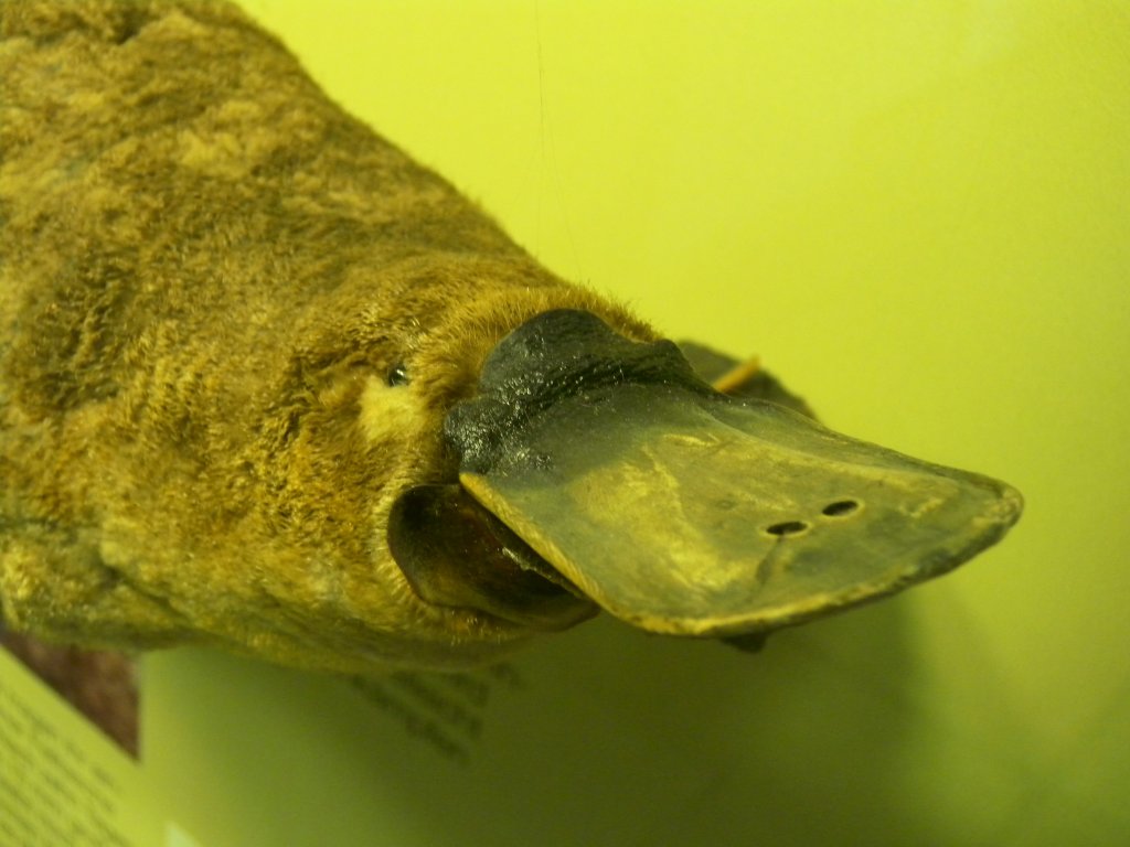 ornithorhynchus_anatinus_1024.jpg