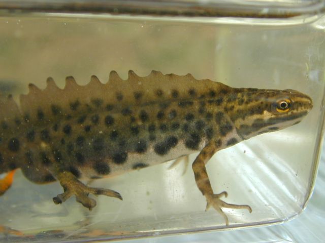 triturus_vulgaris6.jpg