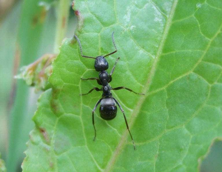 ameise4_1024.jpg — Landesbildungsserver Baden-Württemberg