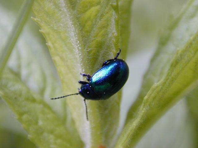 CHRYSO~3.JPG — Landesbildungsserver Baden-Württemberg