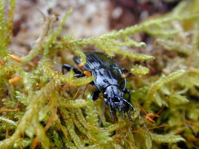 abax_ater2.jpg — Landesbildungsserver Baden-Württemberg