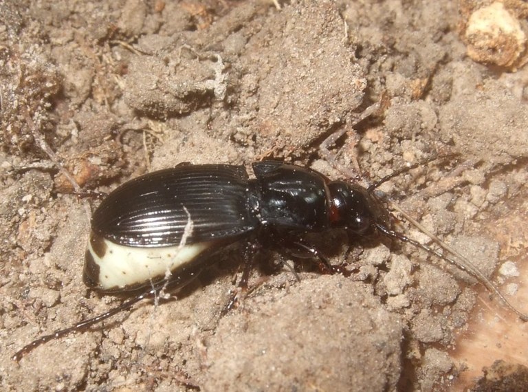 abax_parallelepipedus_abdomen3_1024.jpg — Landesbildungsserver Baden ...