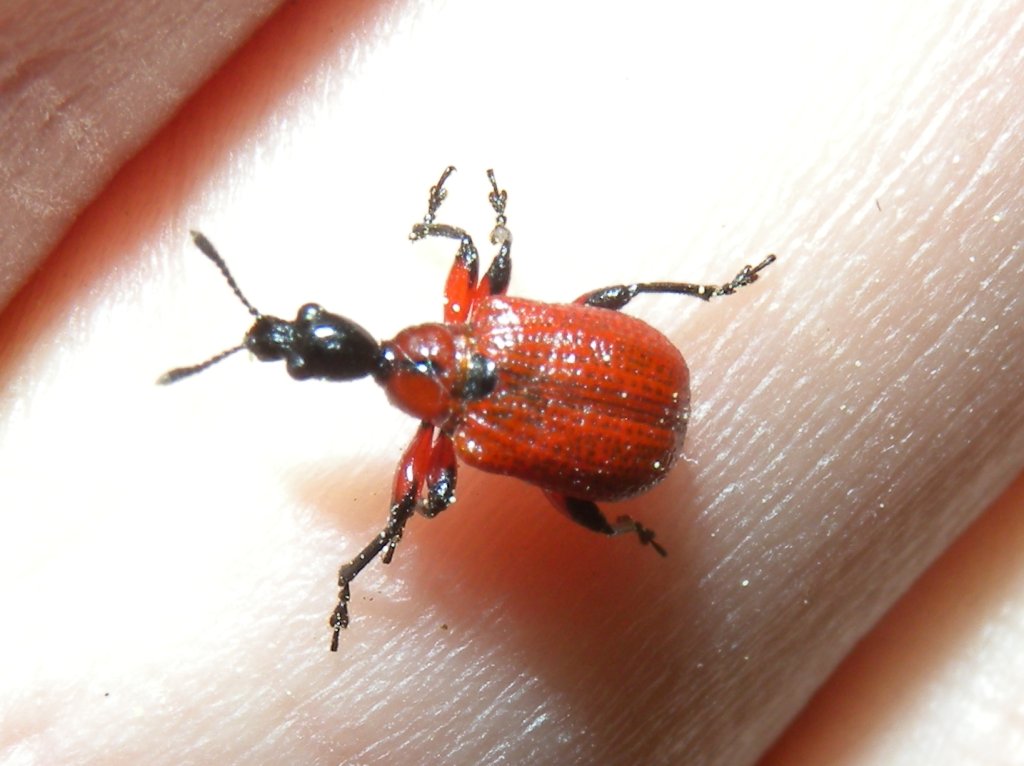 apoderus_coryli5_1024.jpg